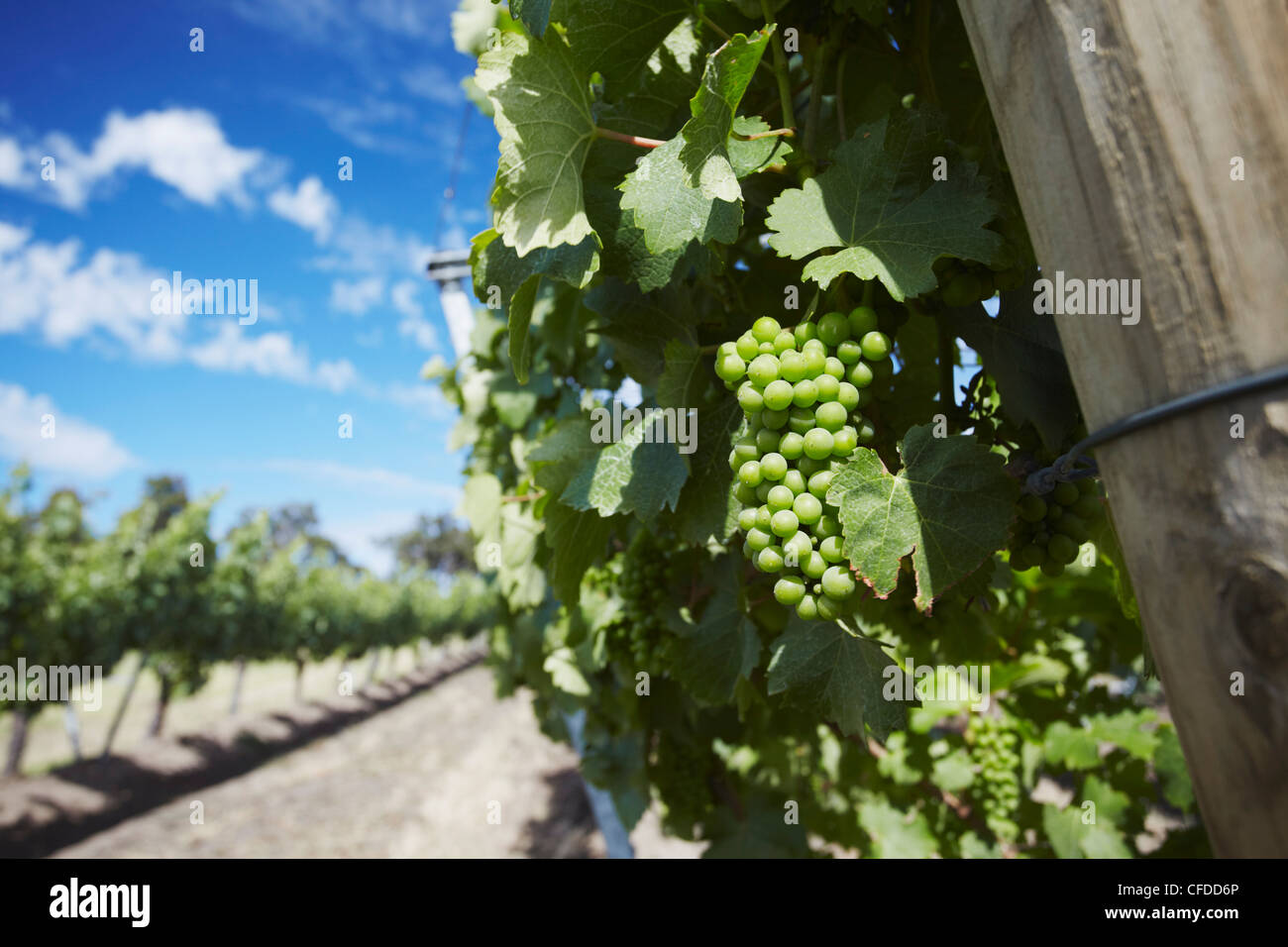 Vineyards of Cullen wine estate, Margaret River, Western Australia ...