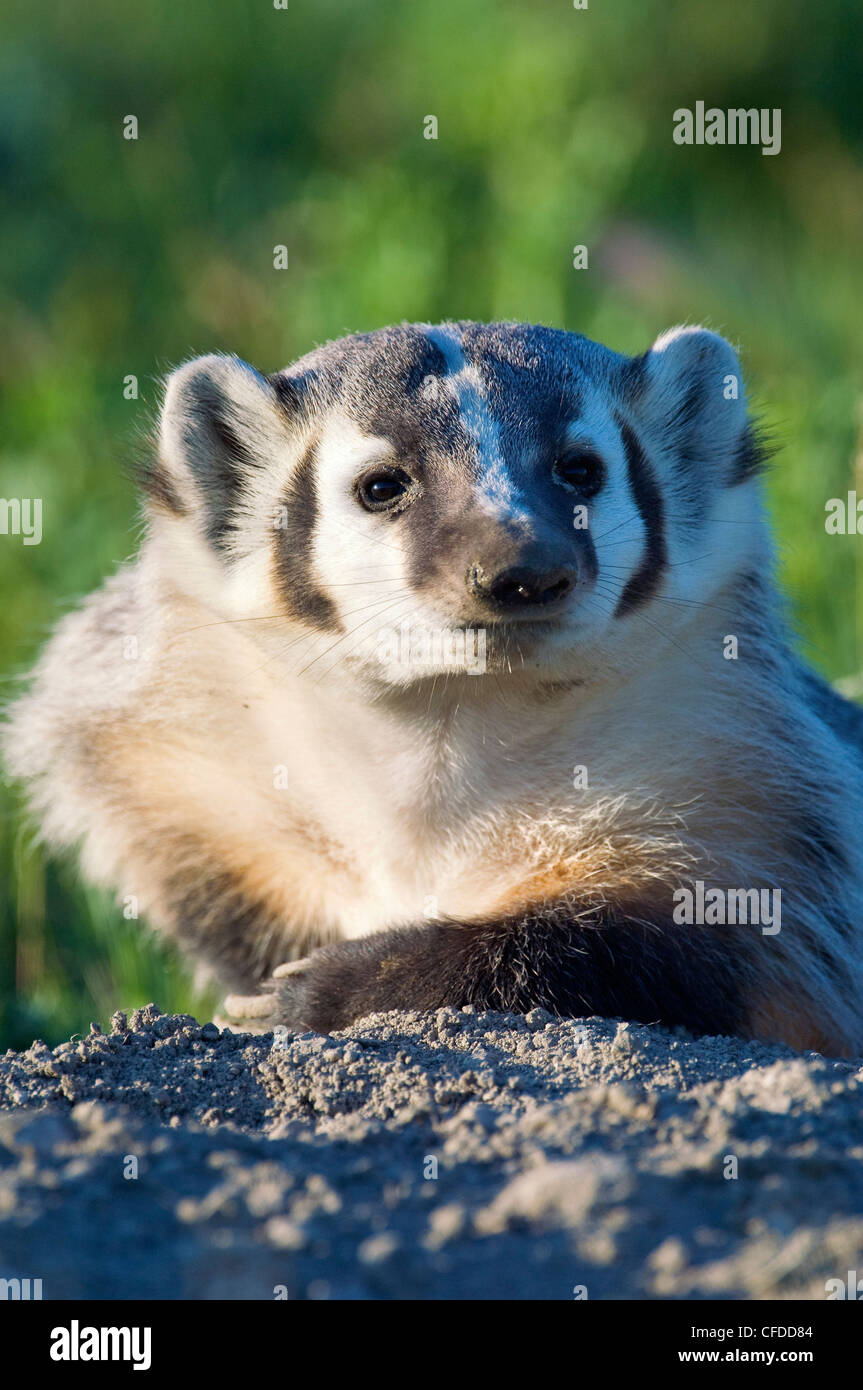 Western Badger