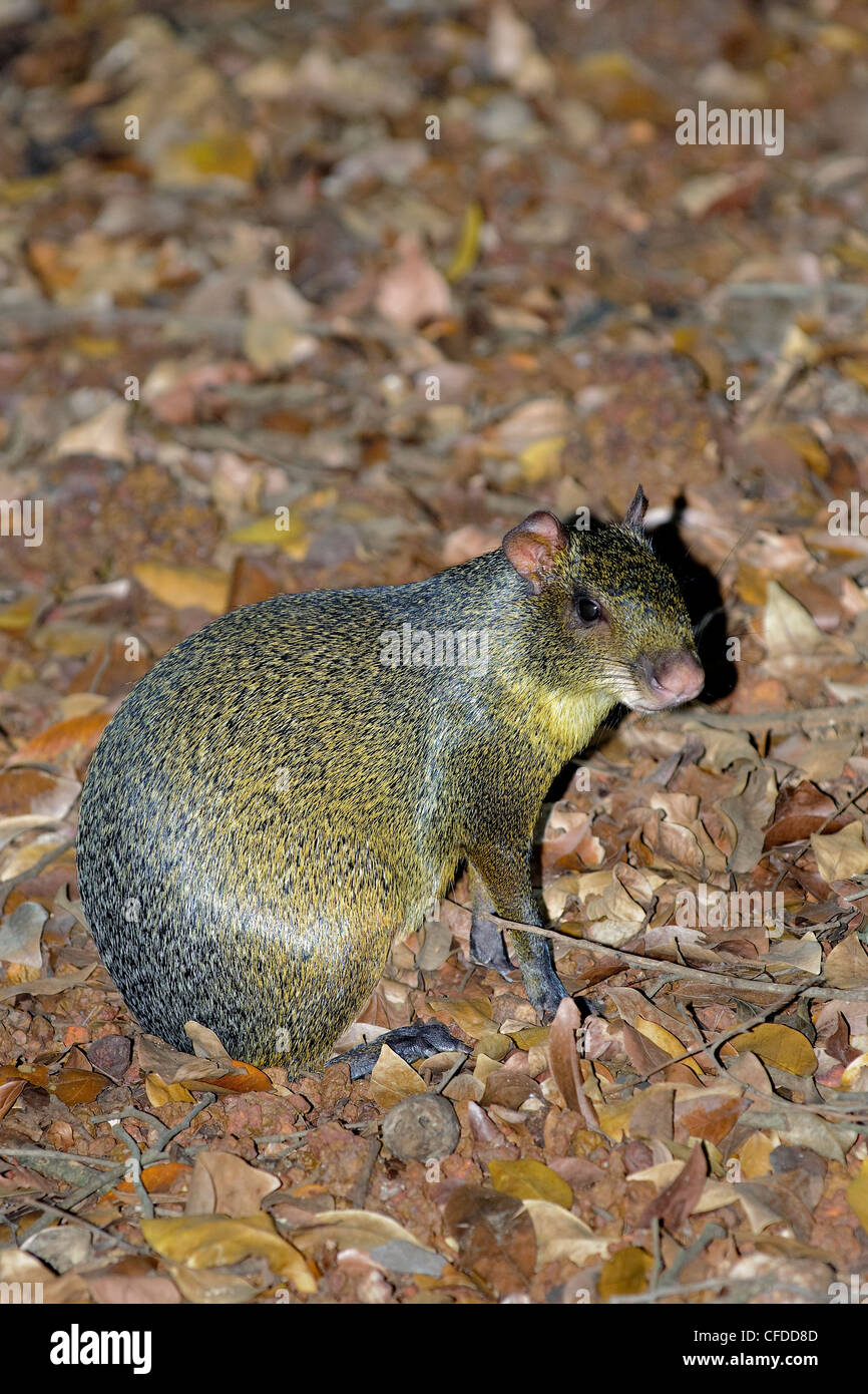 Azara's agouti (Dasyprocta azarae), Pantanal, Southwestern Brazil ...