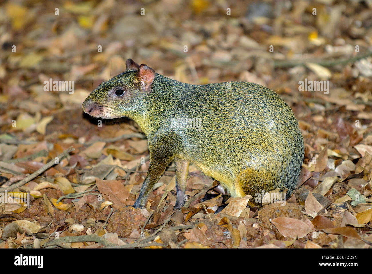 Azara's agouti (Dasyprocta azarae), Pantanal, Southwestern Brazil ...