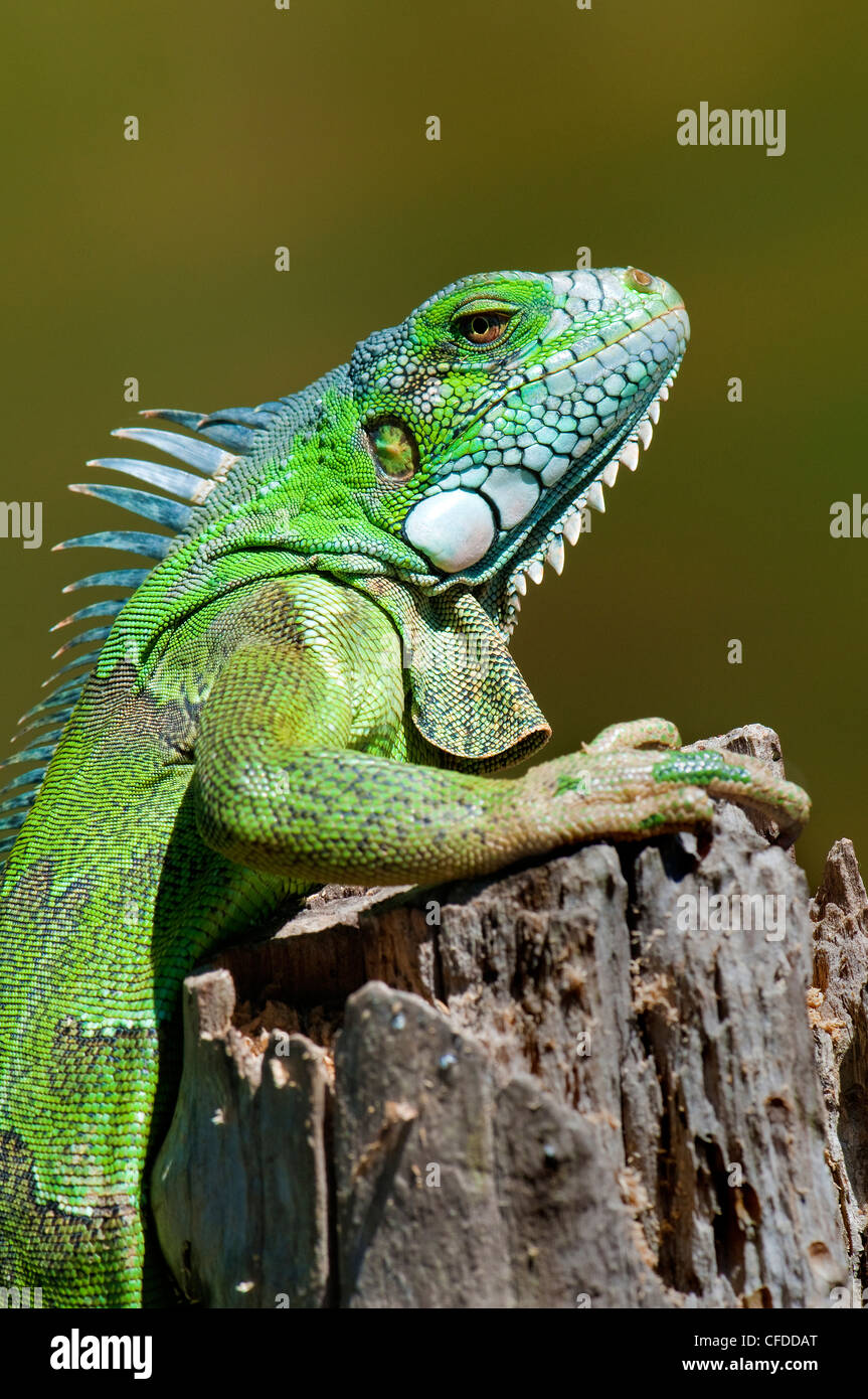 Adult green (common) iguana (Iguana iguana), Pantanal wetlands ...