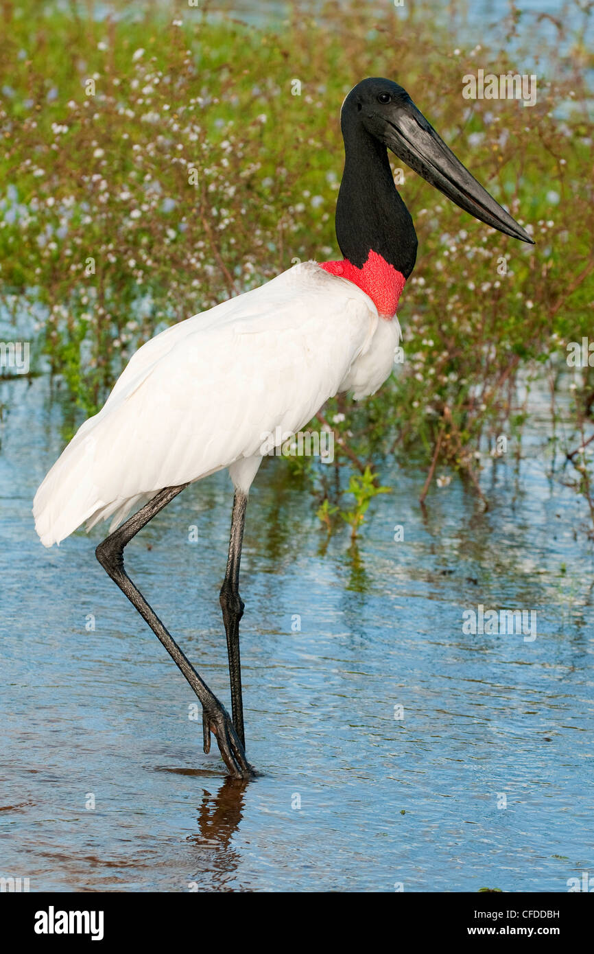 Adult jabiru stork (Jabiru mycteria), Pantanal wetlands, Southwestern ...