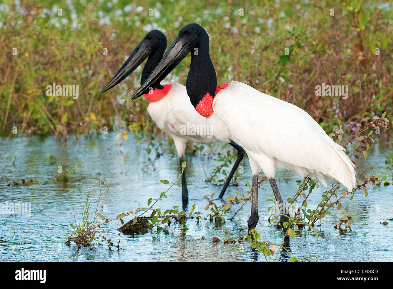 Jabiru