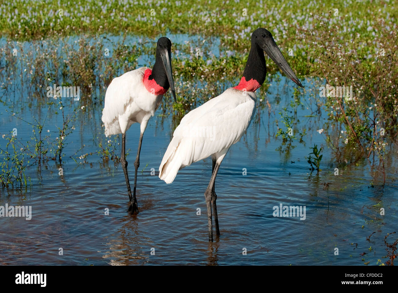 Adult jabiru stork (Jabiru mycteria), Pantanal wetlands, Southwestern ...