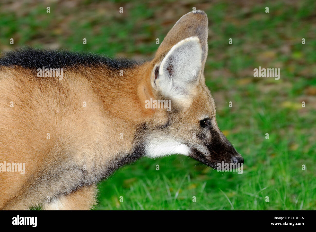 Maned wolf (Chrysocyon brachyurus), Pantanal, Southwestern Brazil ...