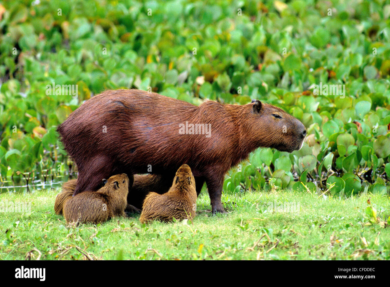 Capybaras nursing hi-res stock photography and images - Alamy