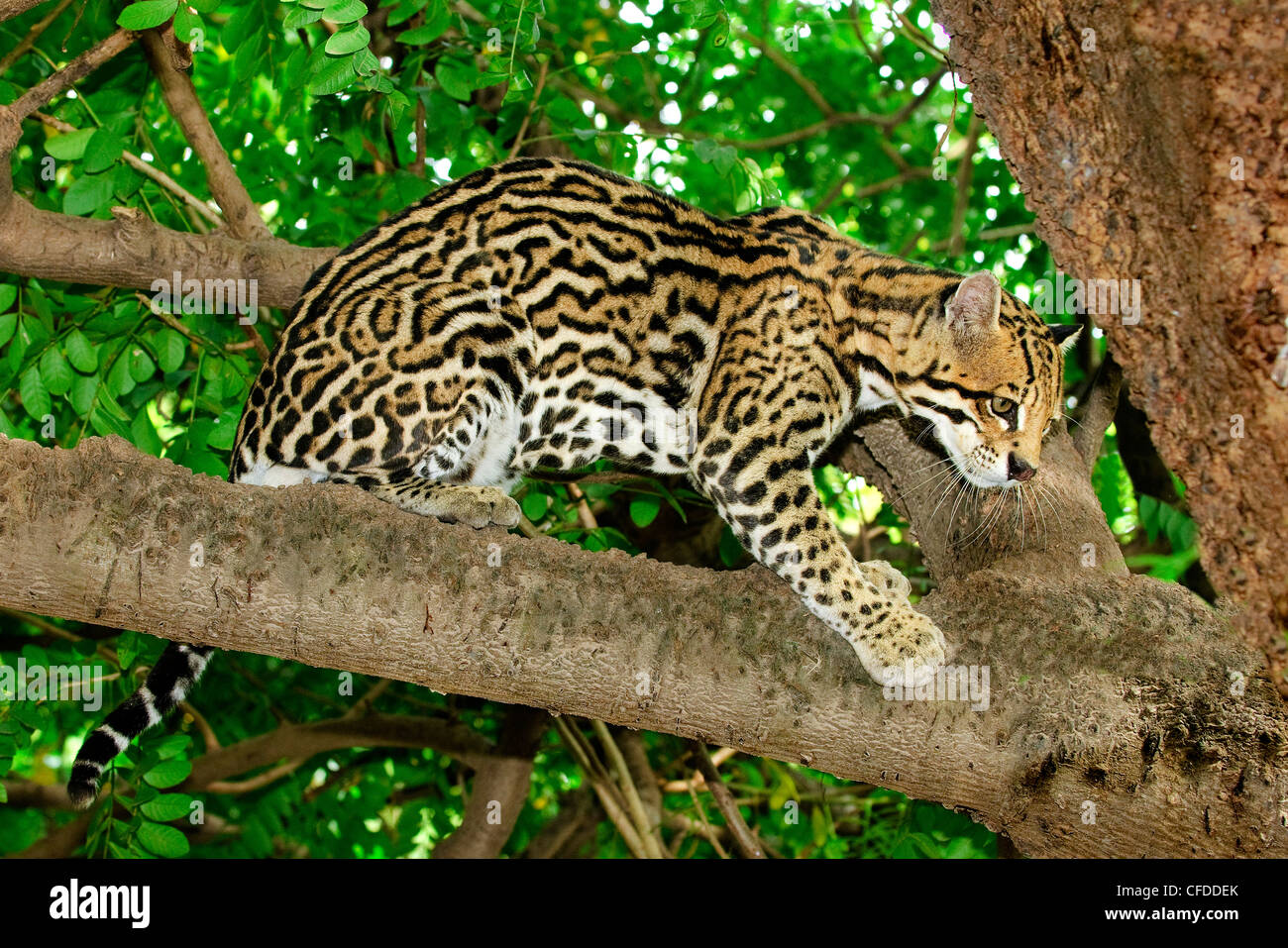 Ocelot (Felis pardalis) in tree, Pantanal wetlands, Southwestern Brazil ...