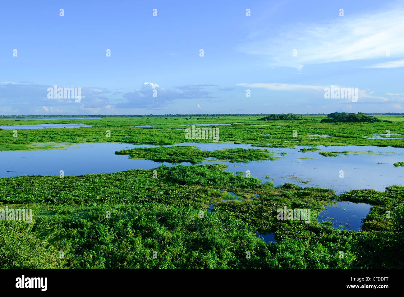 Pantanal wetlands, Southwestern Brazil, South America Stock Photo - Alamy