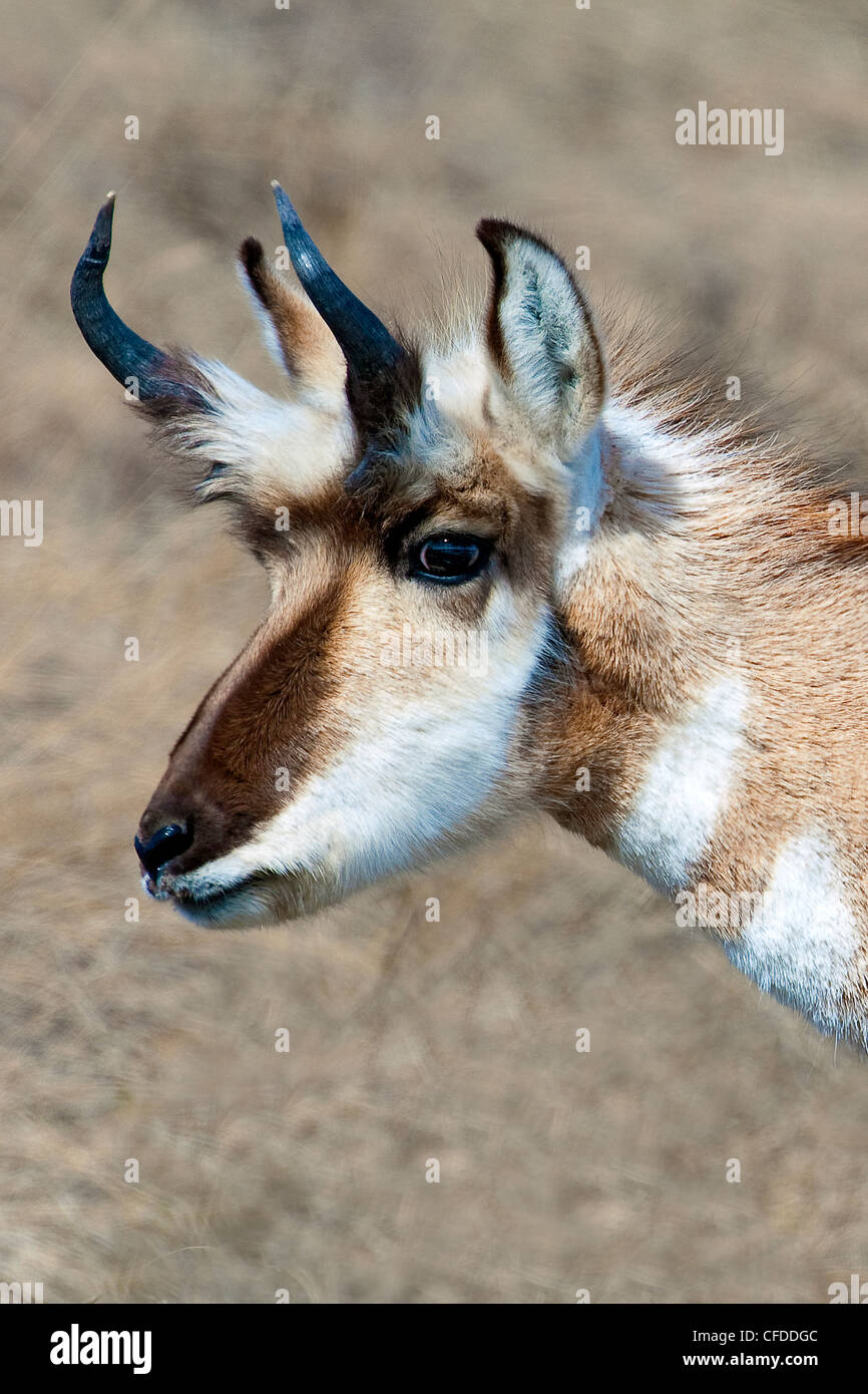 Buck and antlers closeup hi-res stock photography and images - Alamy