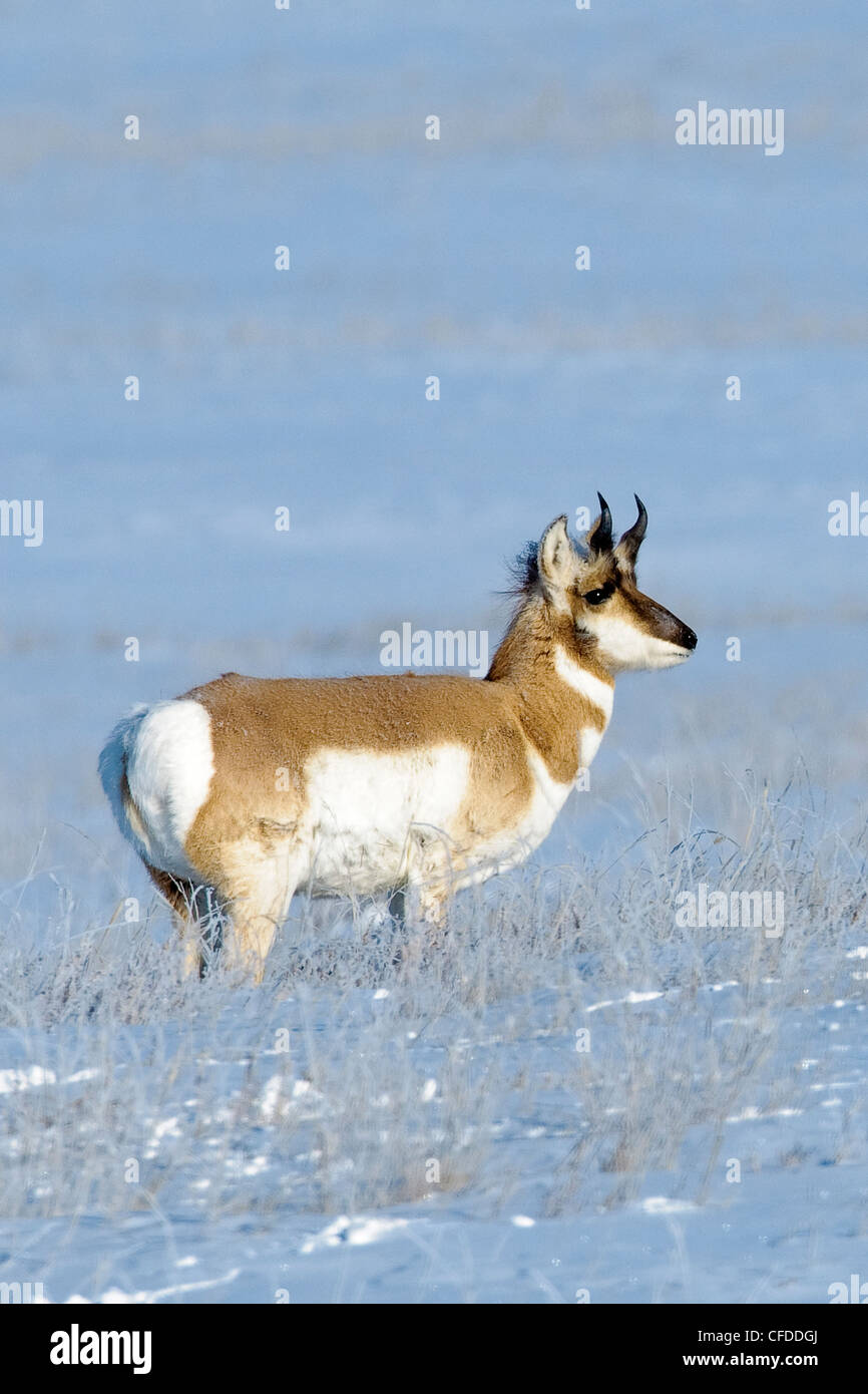 Pronghorn antelope in alberta canada hi-res stock photography and ...