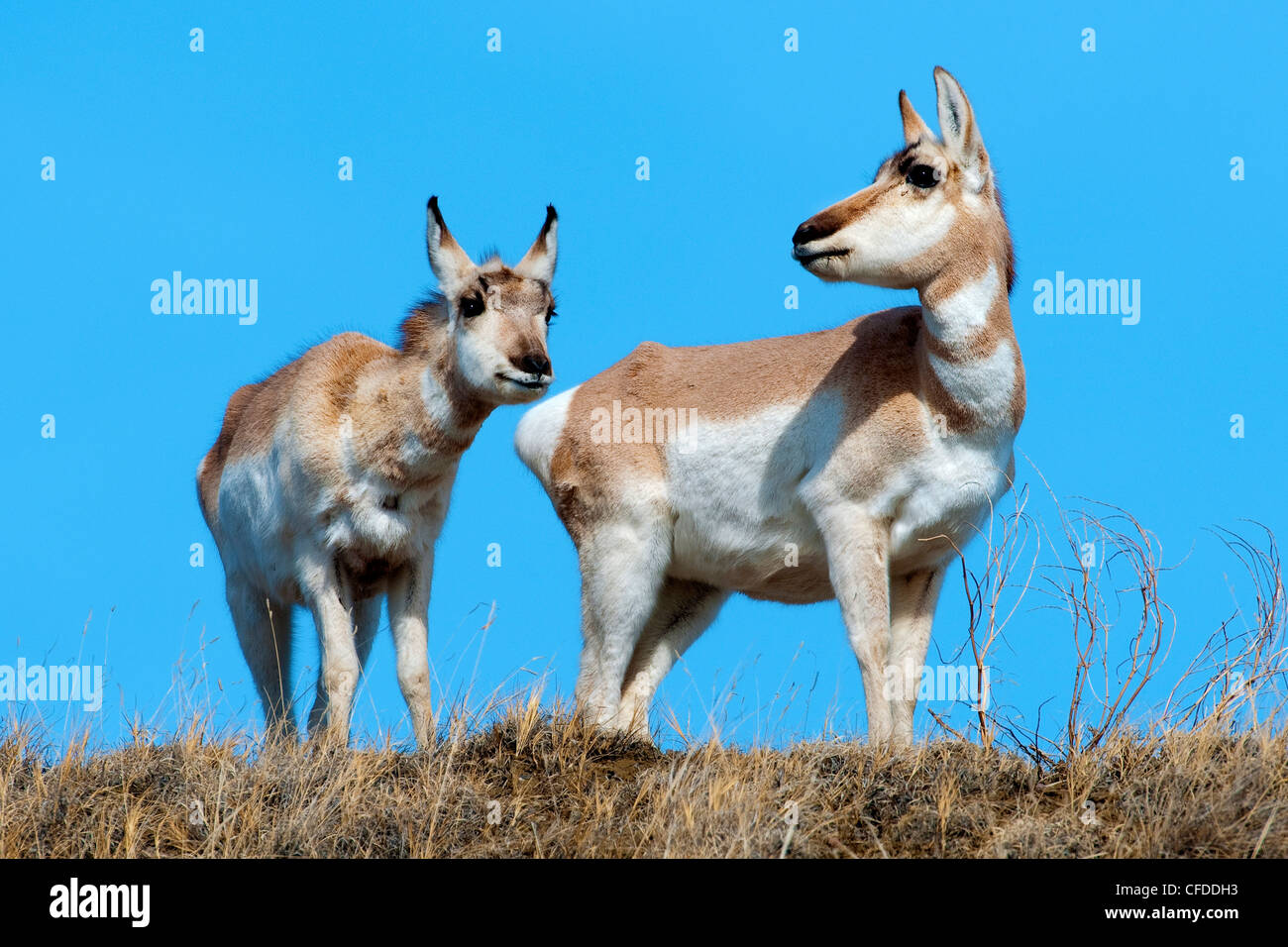 Pronghorn antelope in alberta canada hi-res stock photography and ...