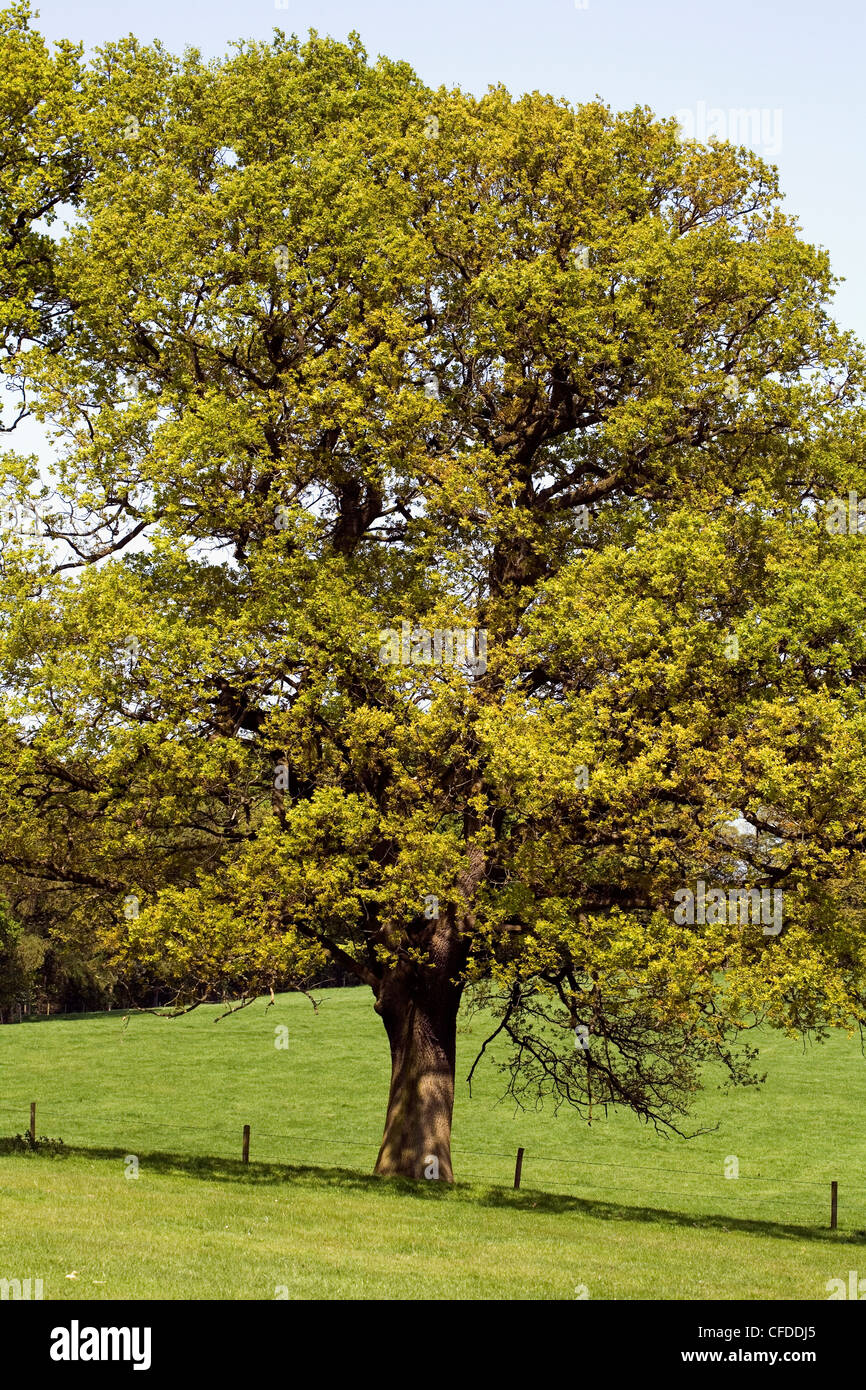 Oak trees spring near Hare Hill Alderley Edge Cheshire England Stock ...