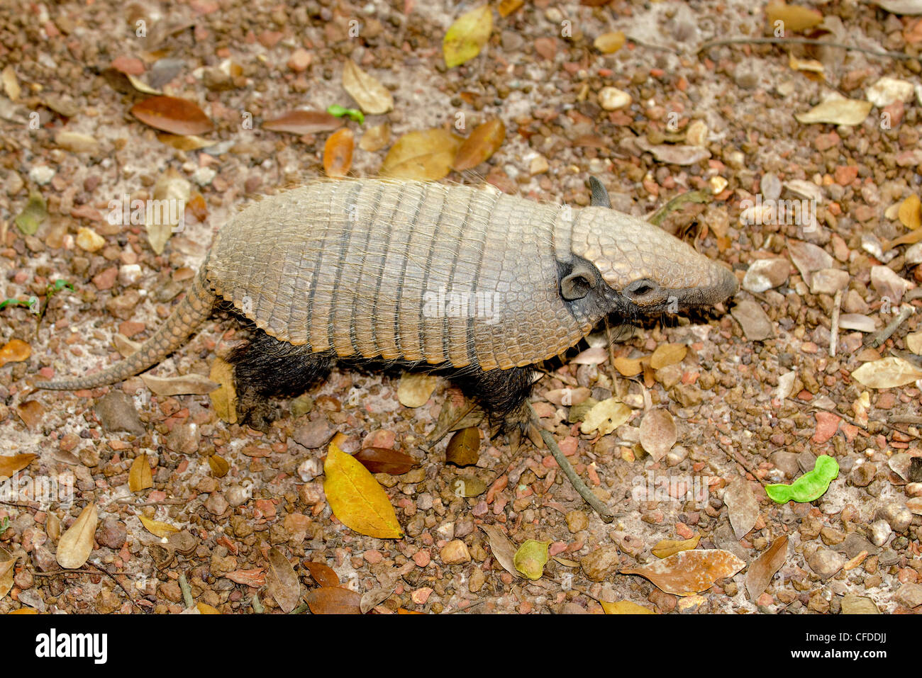 7-banded armadillo (Dasypus septemcinctus), Pantanal, Southwestern ...