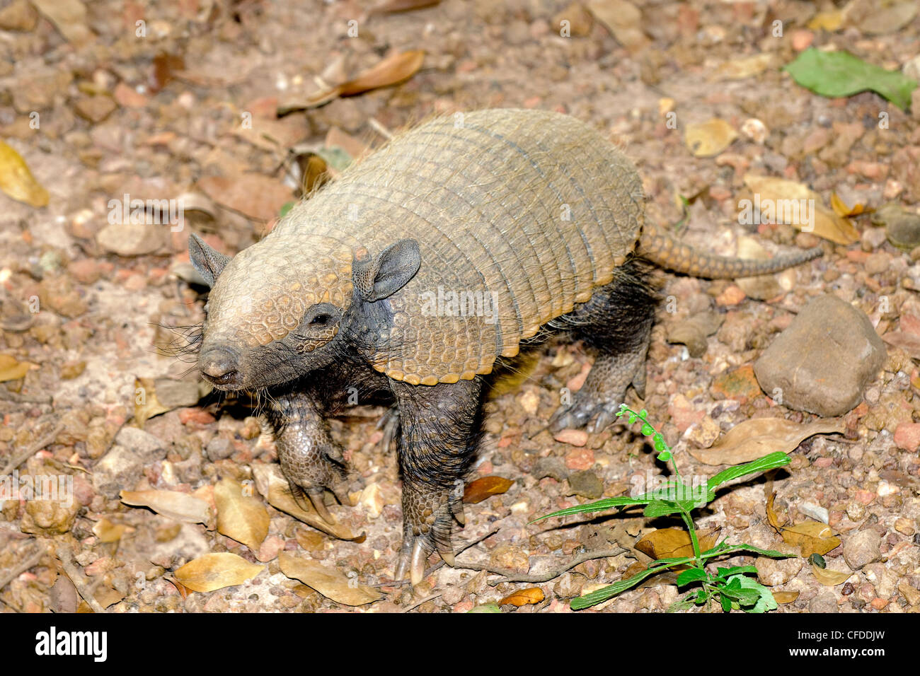 7-banded armadillo (Dasypus septemcinctus), Pantanal, Southwestern Brazil, South America Stock ...