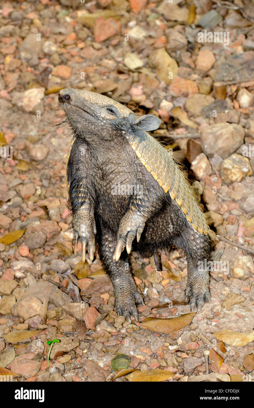 7-banded armadillo (Dasypus septemcinctus), Pantanal, Southwestern Brazil, South America Stock ...