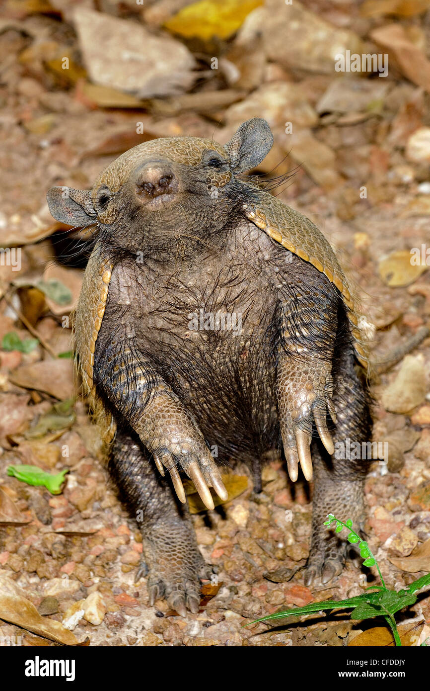 7-banded armadillo (Dasypus septemcinctus), Pantanal, Southwestern Brazil, South America Stock ...