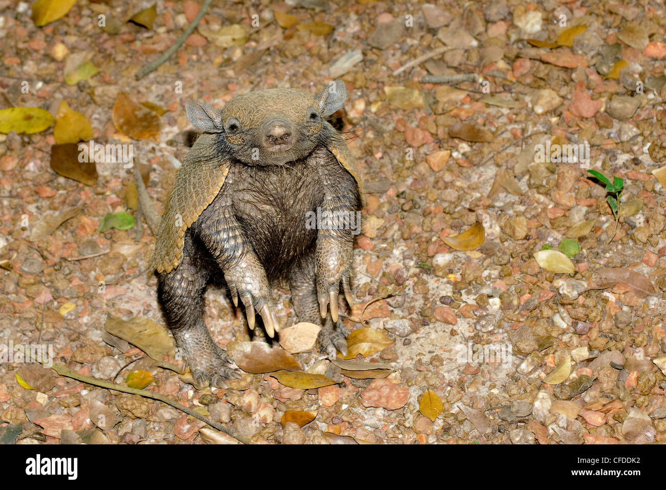 7-banded armadillo (Dasypus septemcinctus), Pantanal, Southwestern Brazil, South America Stock ...