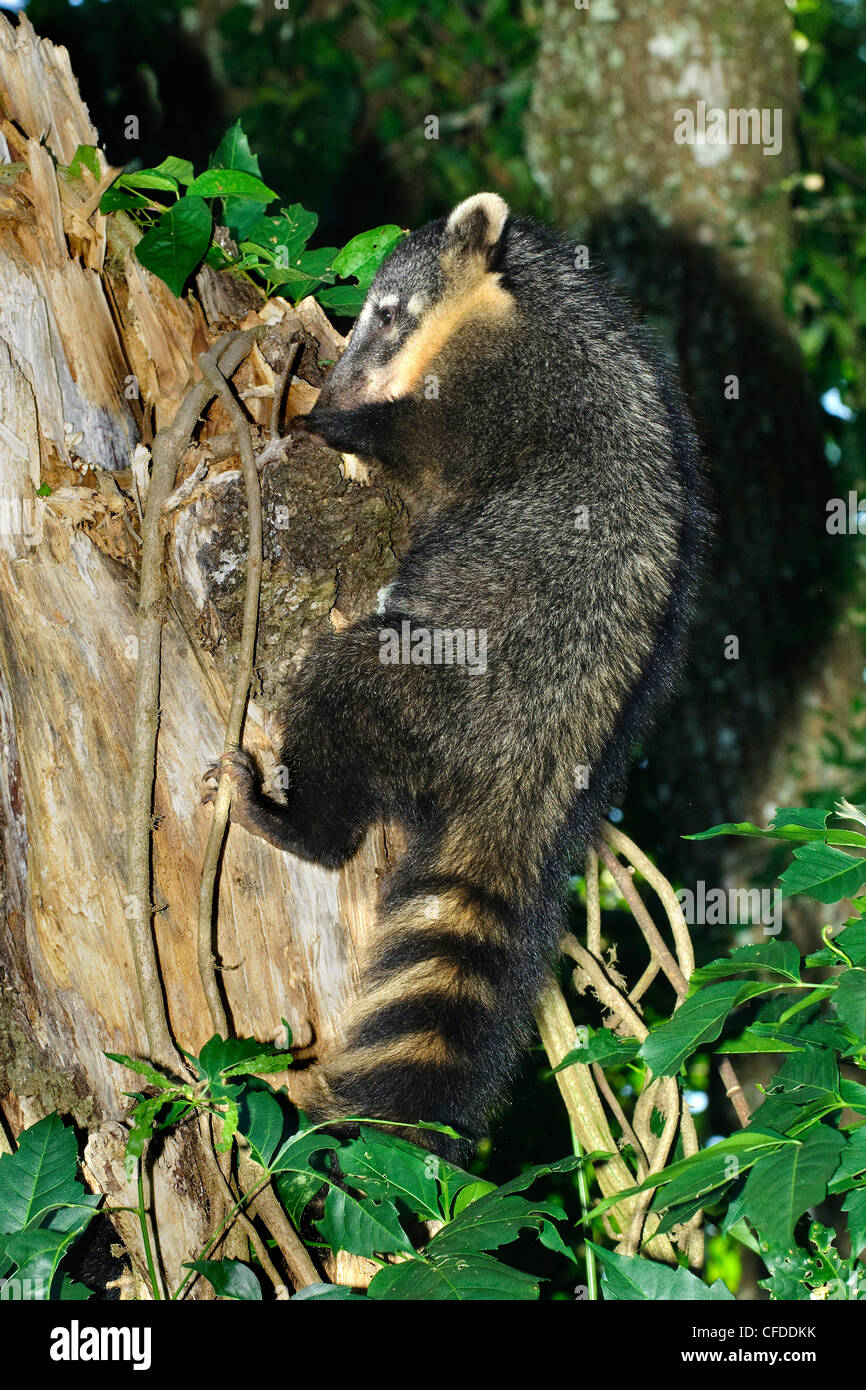 South American coati (Nasua nasua) foraging for grubs in the rotten ...