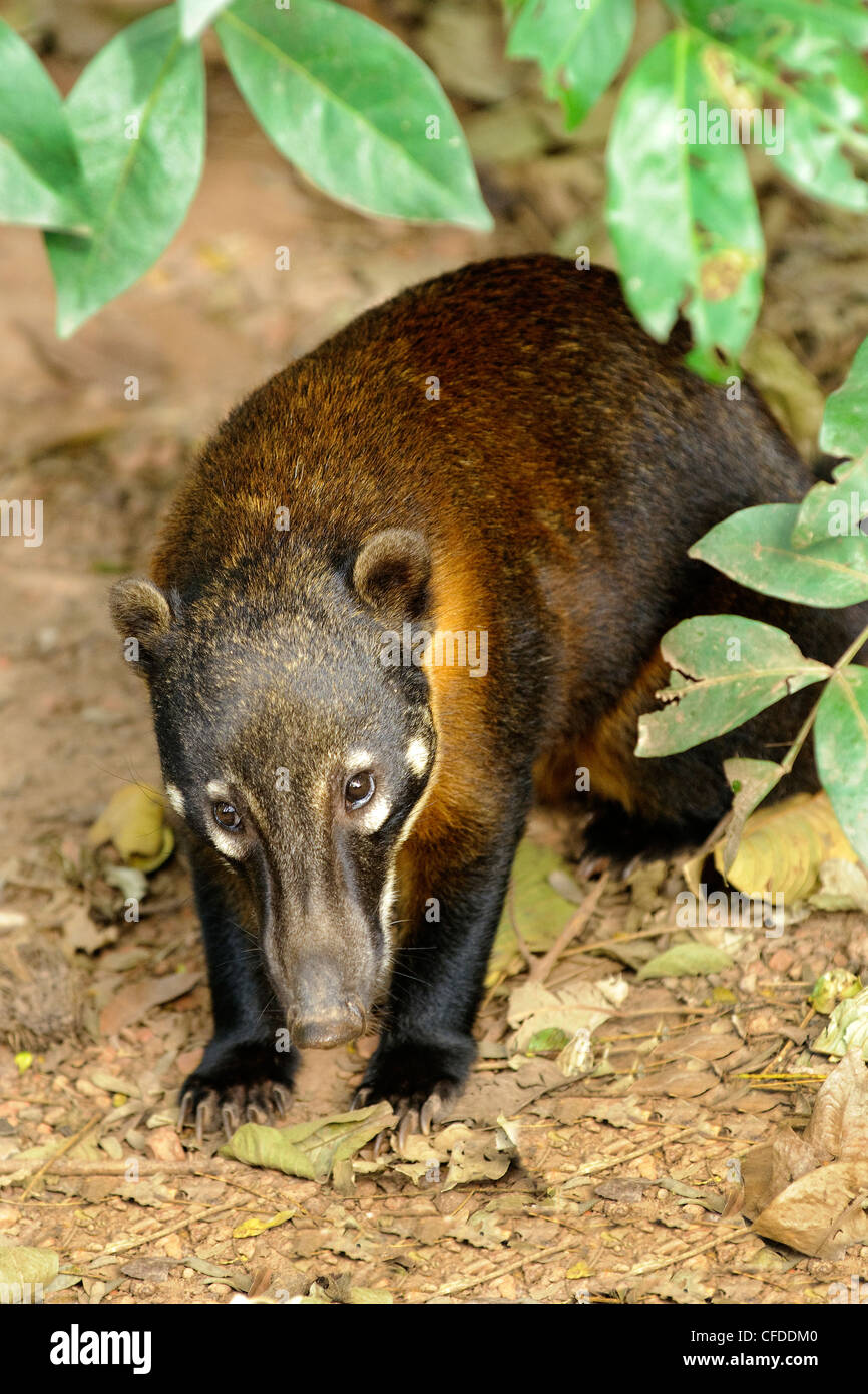 Coati standing hi-res stock photography and images - Alamy