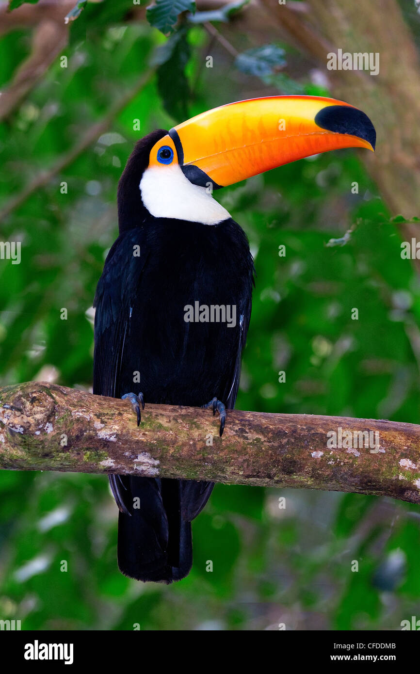 Adult toco toucan (Ramphastos toco), Pantanal wetlands, Southwestern ...