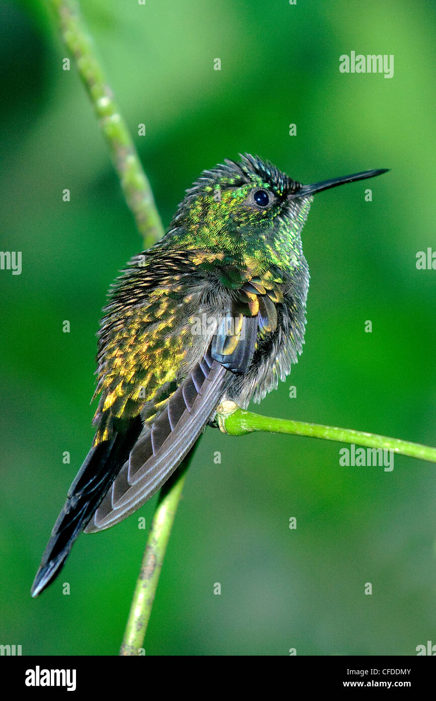 Violet-capped wood nymph (Trochilus glaucopis), Pantanal wetlands ...