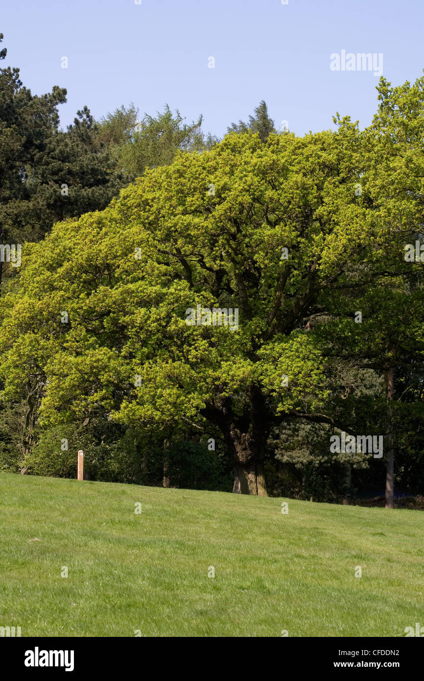 Oak trees spring near Hare Hill Alderley Edge Cheshire England Stock ...