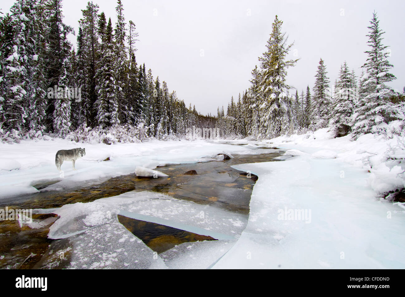 Canada jasper national park wolves hi-res stock photography and images ...