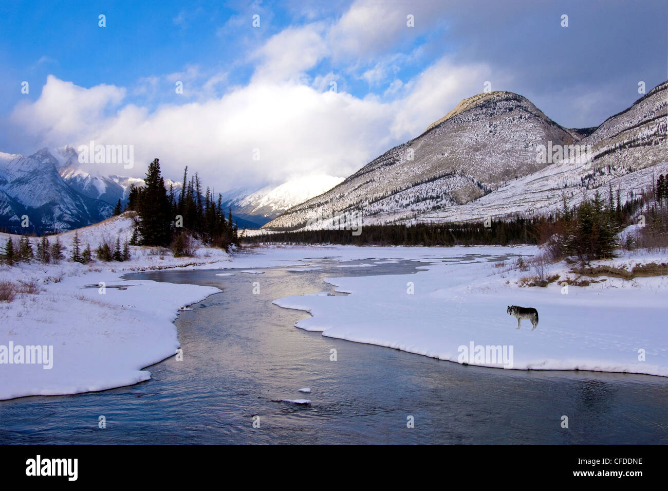 Gray wolf (Canis lupus), Jasper National Park, Alberta, Canada Stock ...