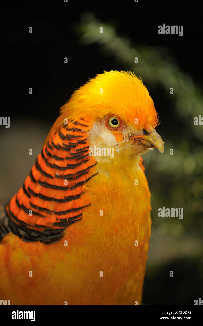 Golden Pheasant Chinese Pheasant Chrysolophus Stock Photo - Alamy