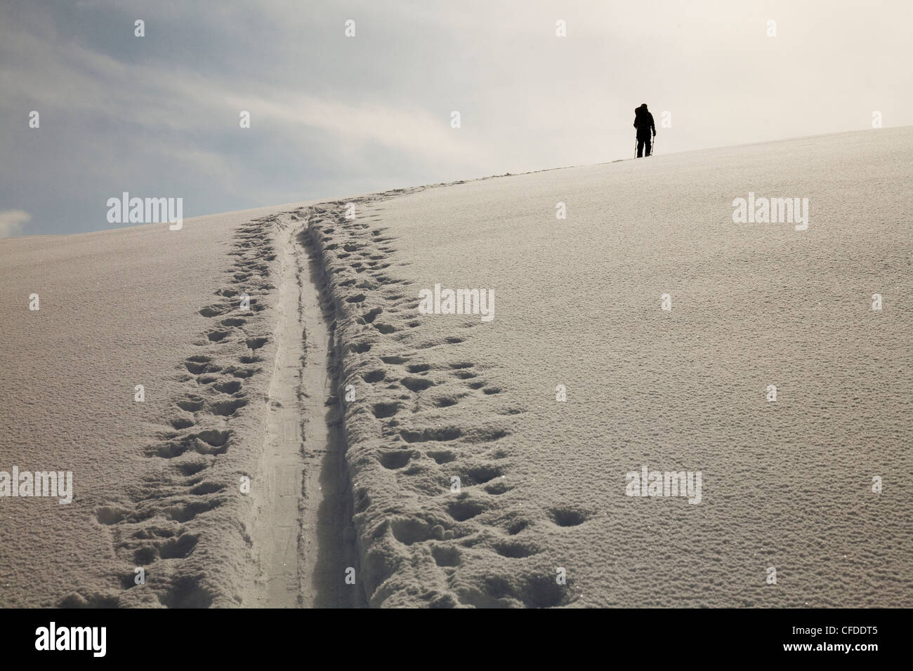 A silhouette of a female backcountry skier skinning along a track in ...