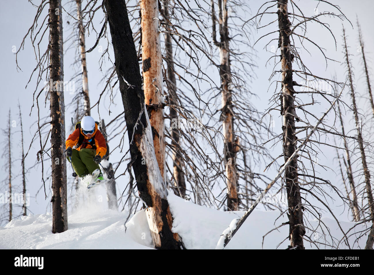 Cat in a forest hi-res stock photography and images - Alamy