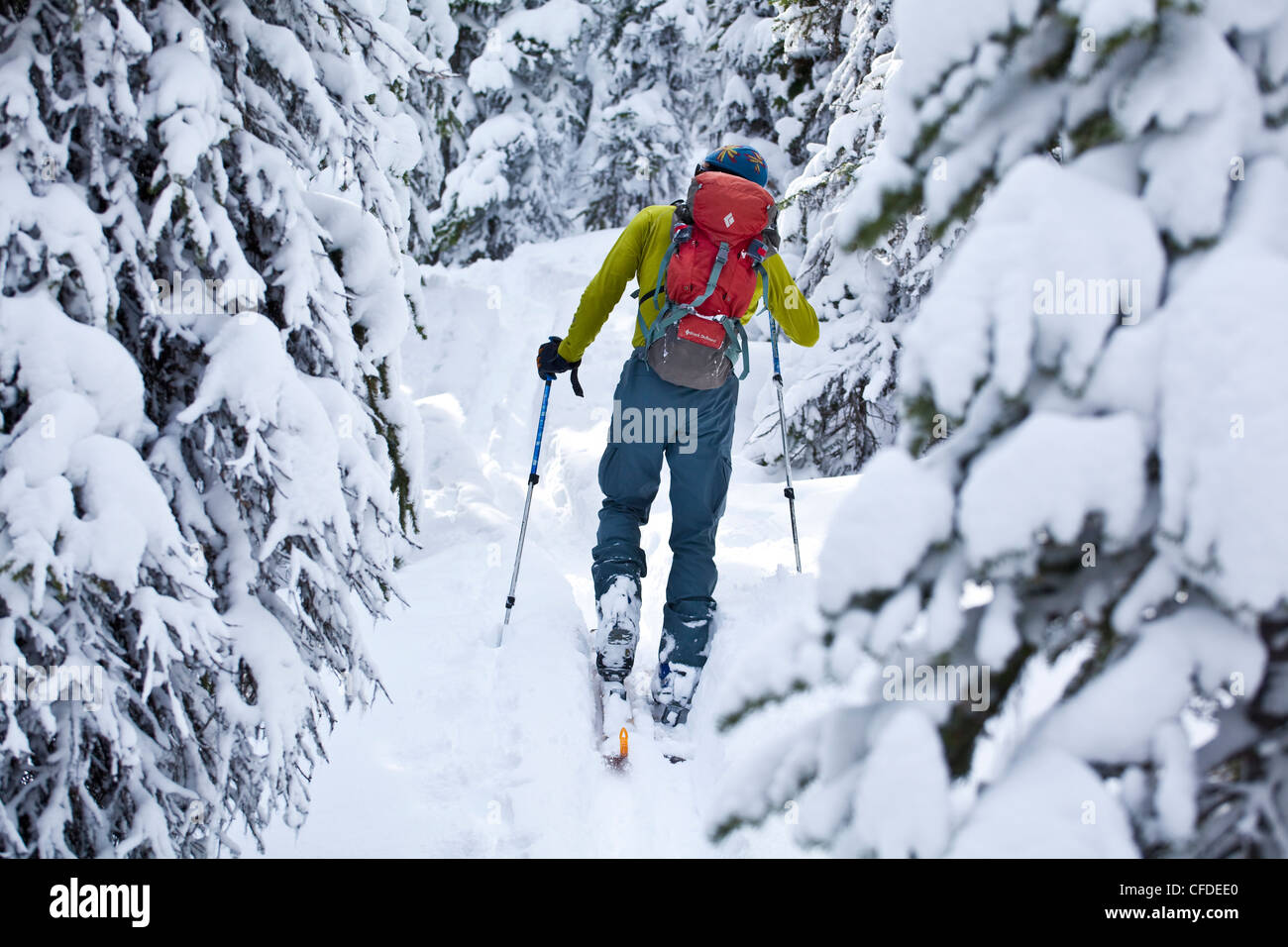 A male telemark skier skins his way up into the alpine, Icefields ...
