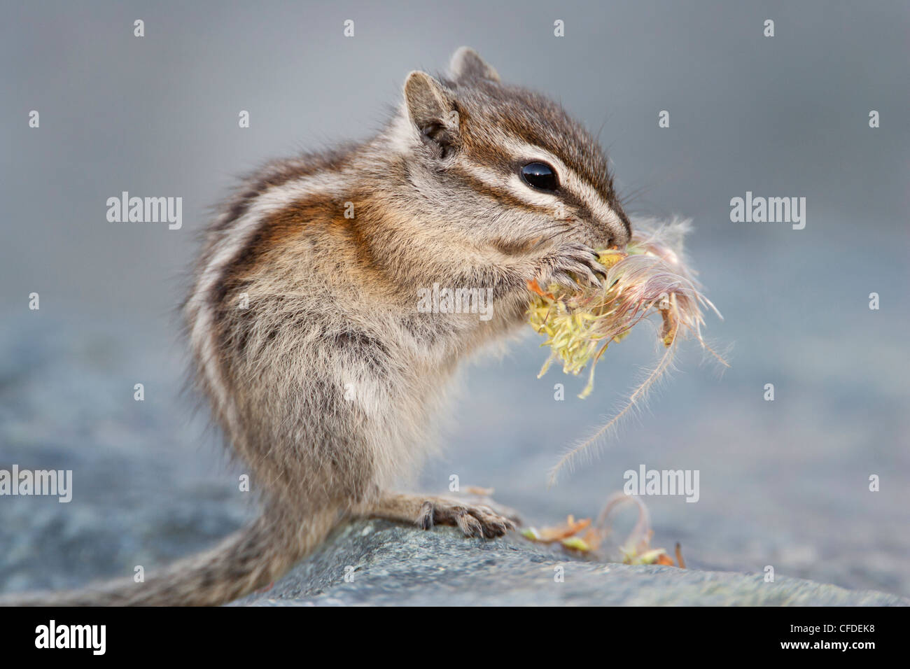 Side profile of chipmunk hi-res stock photography and images - Alamy