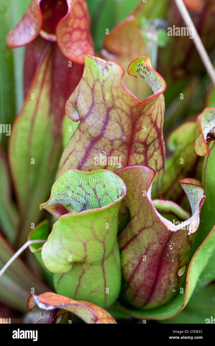 Pitcher plant canada insect hi-res stock photography and images - Alamy