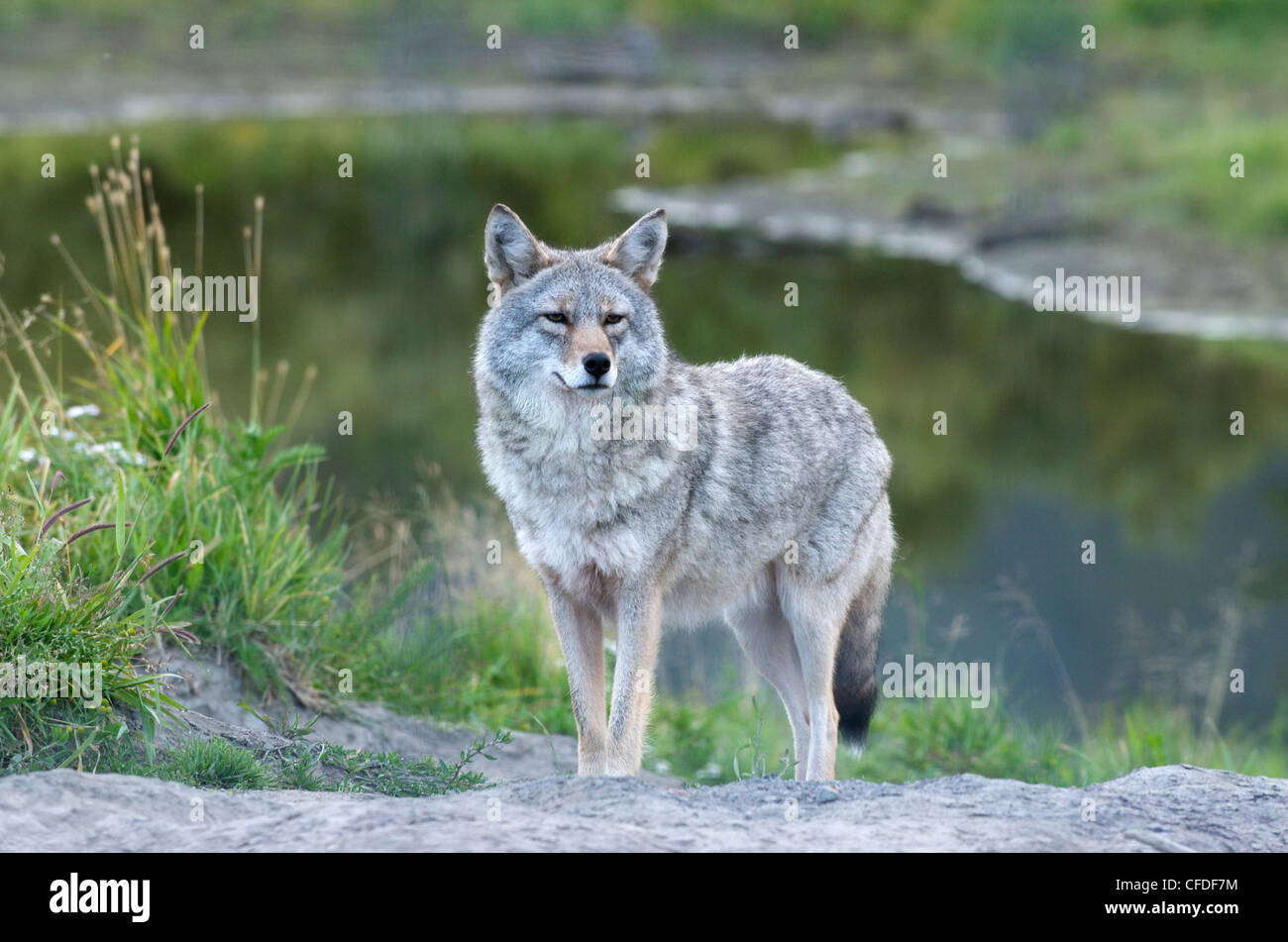 Portrait Coyote standing amongst summer green Stock Photo - Alamy