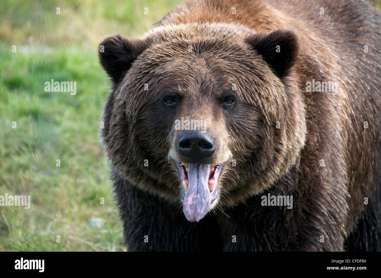 Close-up Grizzly Bear face looking viewer Stock Photo - Alamy