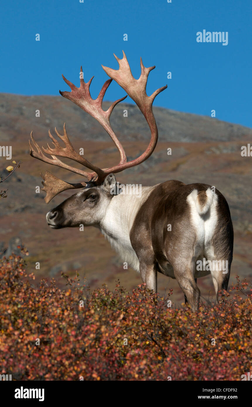 Caribou antlers hi-res stock photography and images - Alamy