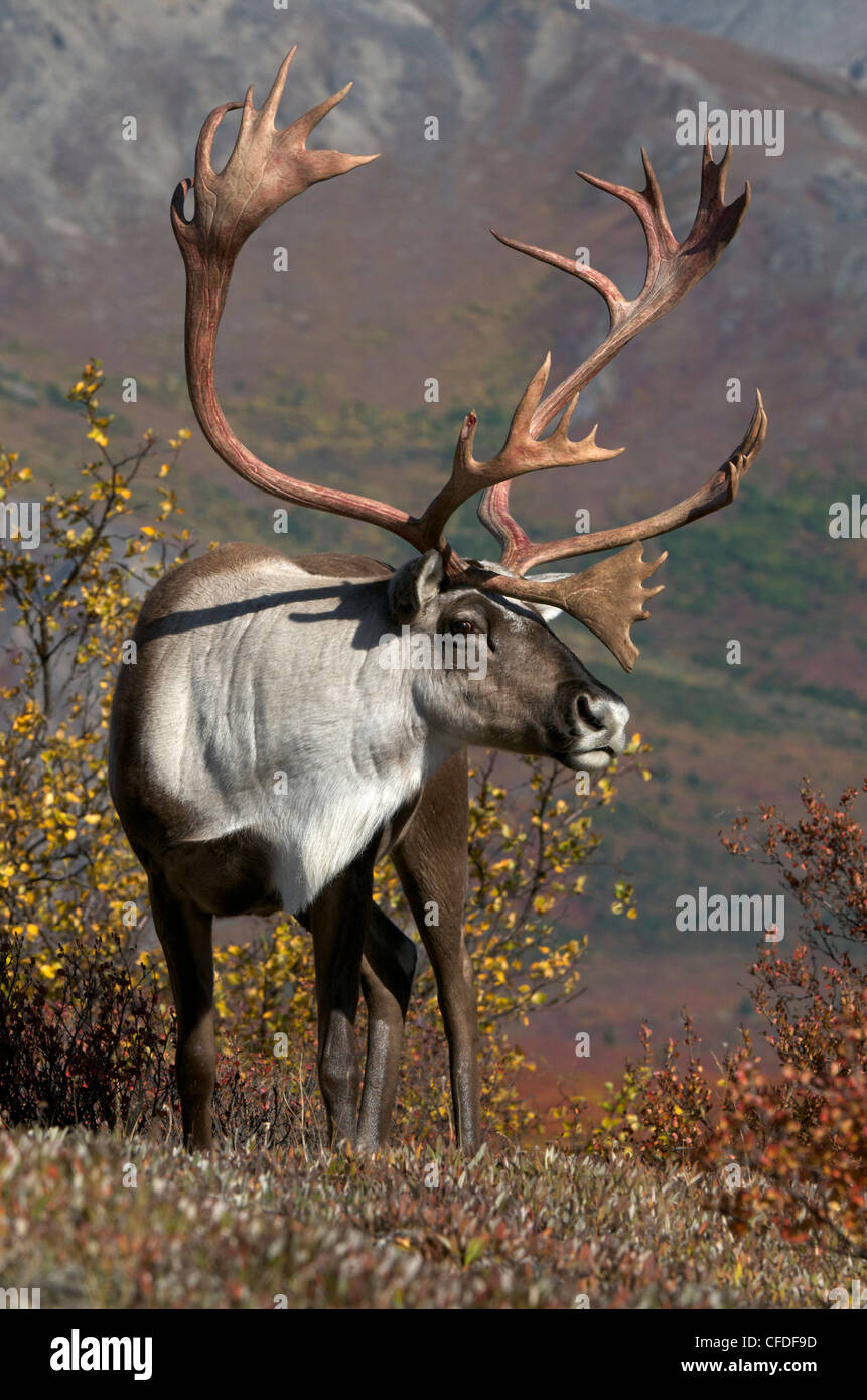 Barren-ground bull caribou antlers high Stock Photo - Alamy