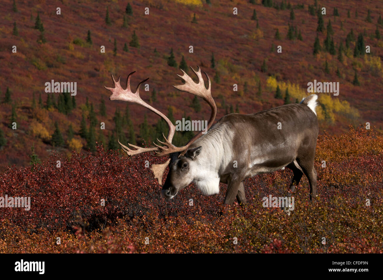 Barren-ground bull caribou antlers high Stock Photo - Alamy