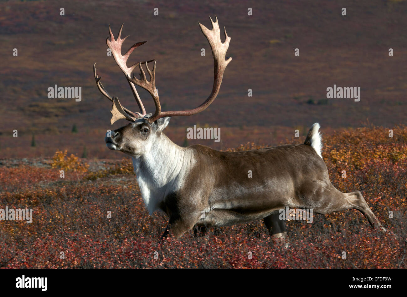 Barren-ground bull caribou antlers running high Stock Photo - Alamy