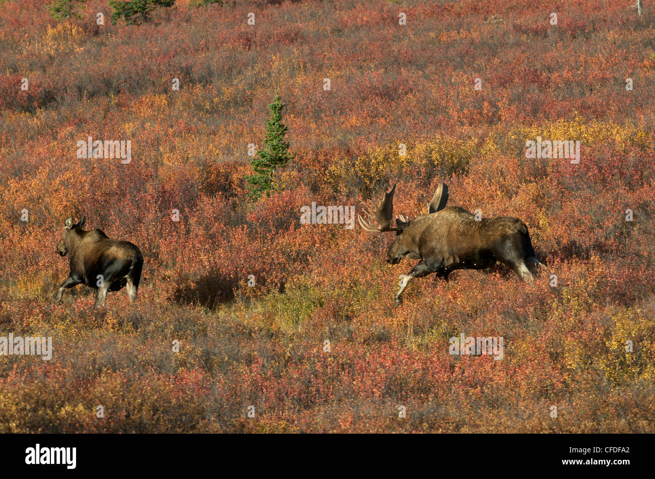 Bull chasing cow moose (Alces alces); rutting bahavior, Denali National ...