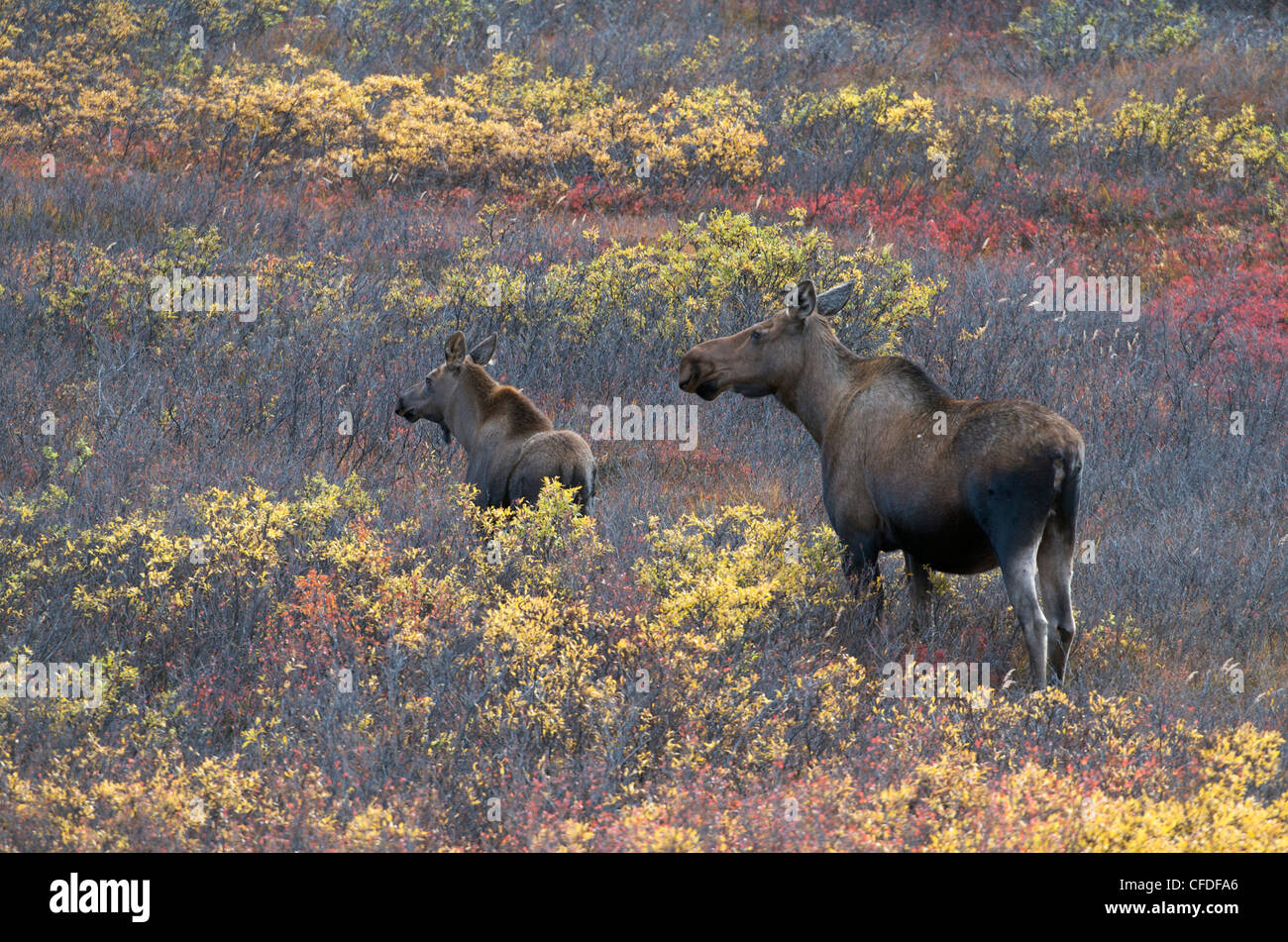Cow and calf moose standing in tall autumn vegetation; (Alces alces ...