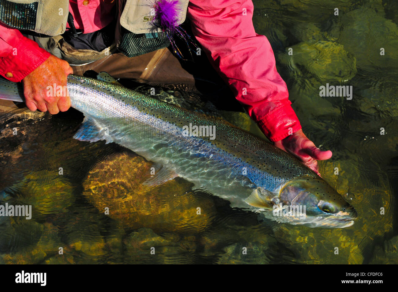 Fly fish salmon dean hi-res stock photography and images - Alamy