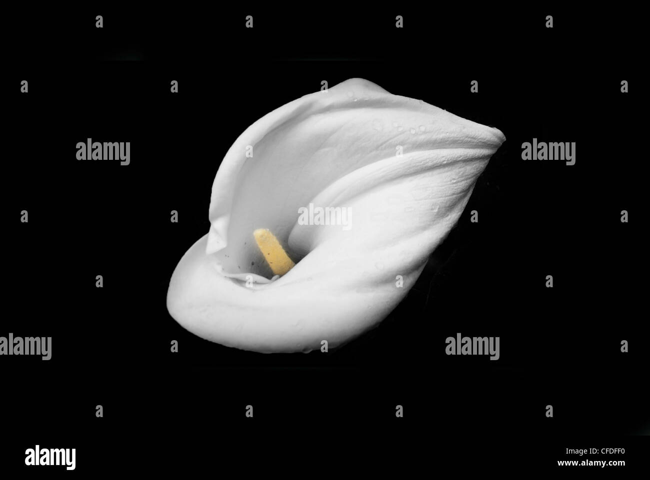 Calla Lily on Black Background Stock Photo - Alamy
