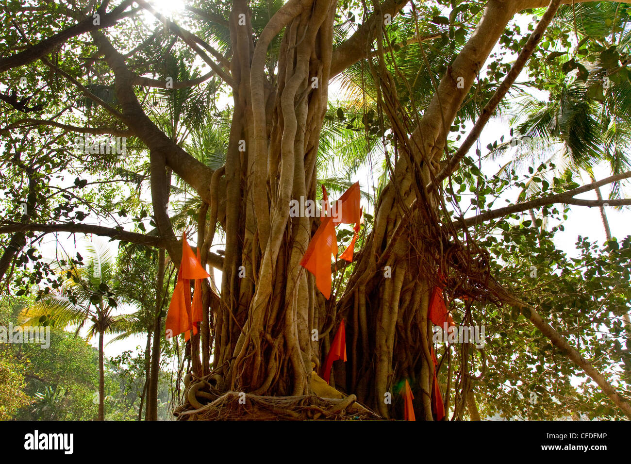 Banyan Tree Ficus Bengalensis High Resolution Stock Photography and ...
