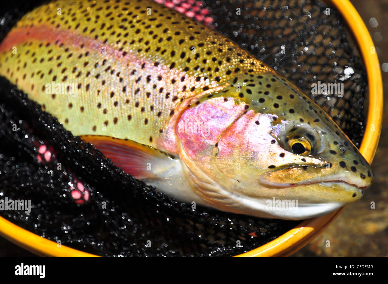 Trout nets hi-res stock photography and images - Alamy