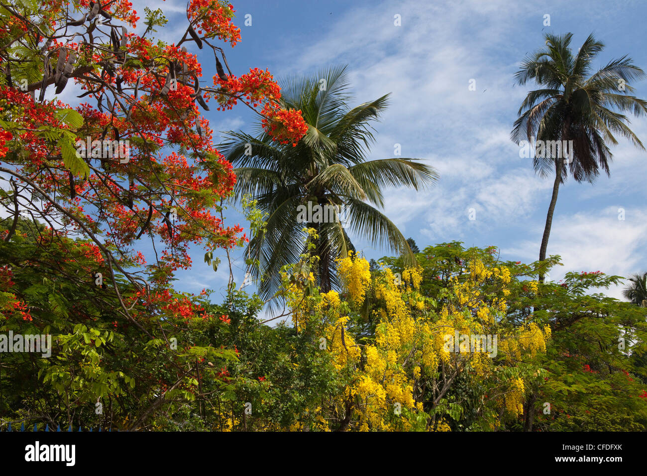 Blooming mimosa tree and laburnum at Paquetá Island in the Guanabara ...