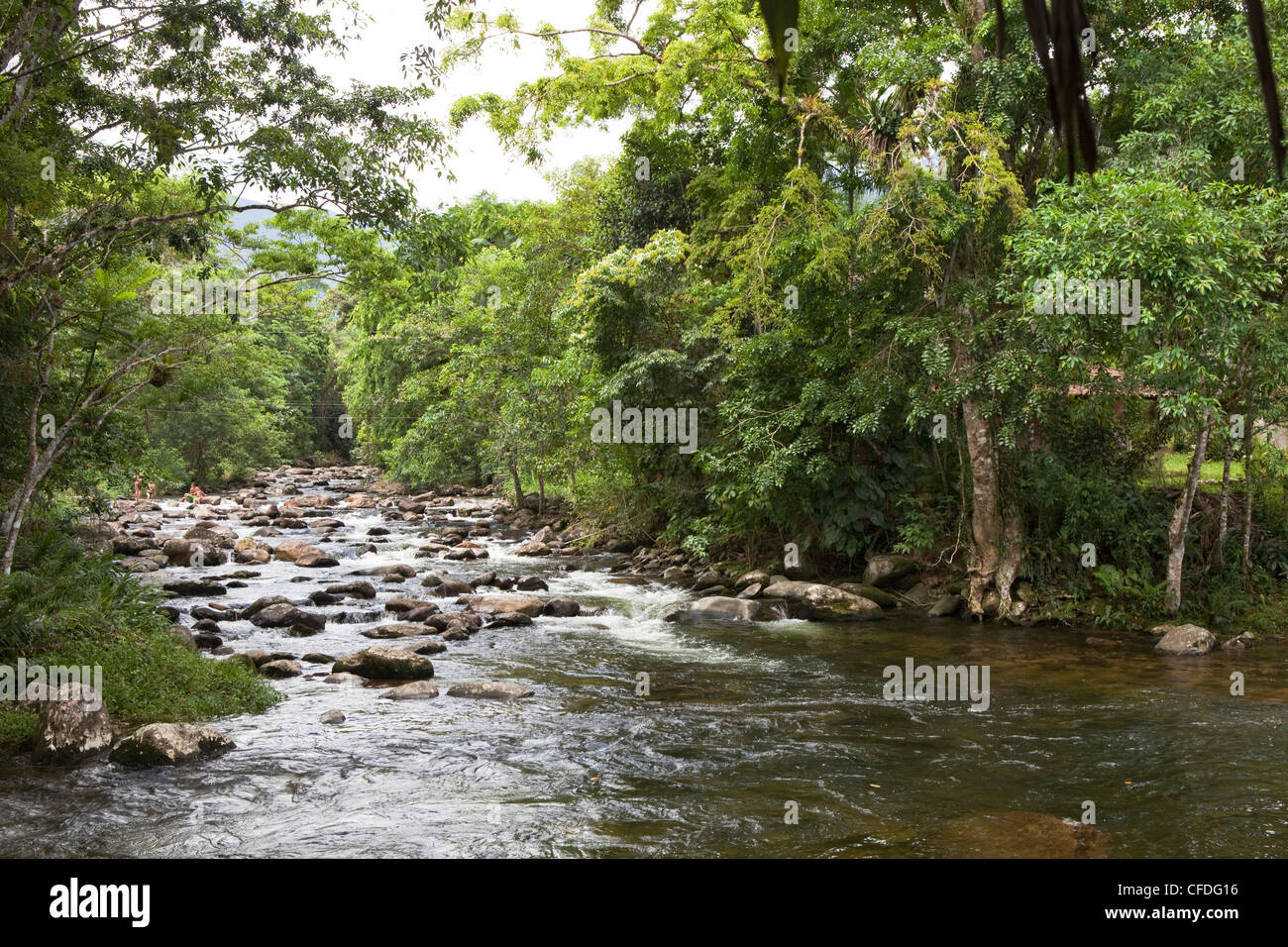 River beneath trees, Costa Verde, State of Rio de Janeiro, Brazil ...