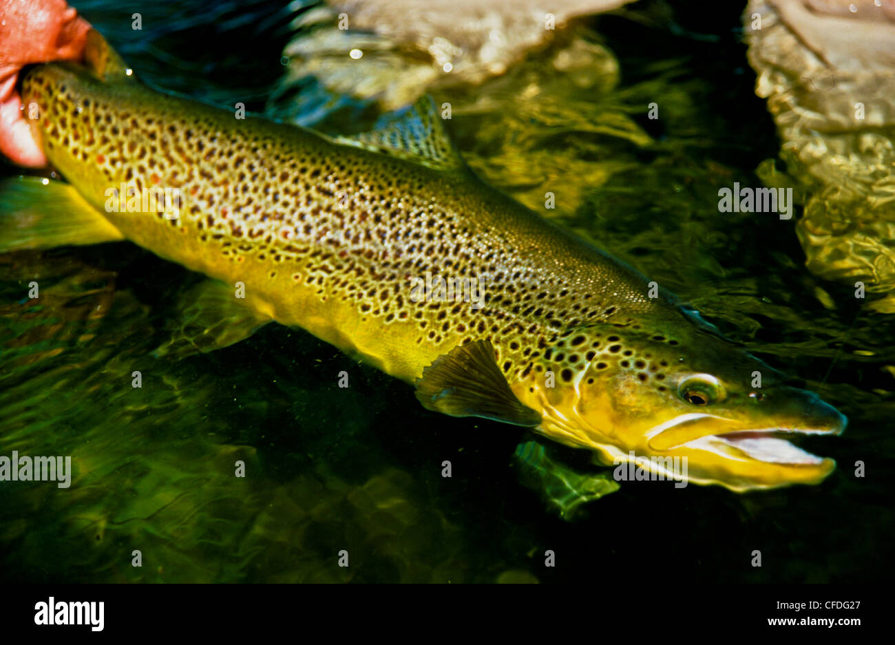 Man catching brown trout in hi-res stock photography and images - Alamy