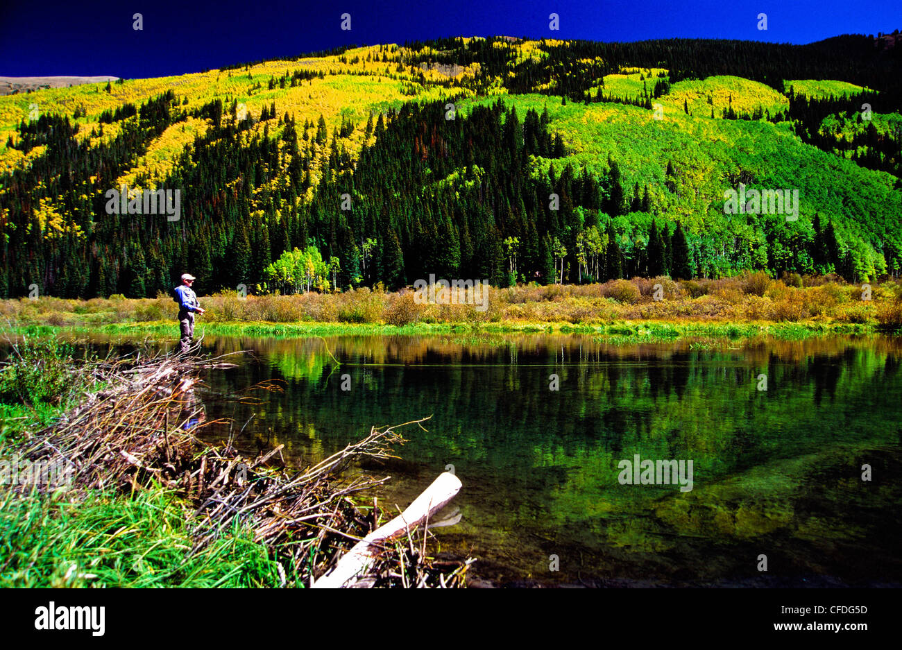 Man fly fishing, Beaver Pond, Colorado, United States of America Stock ...